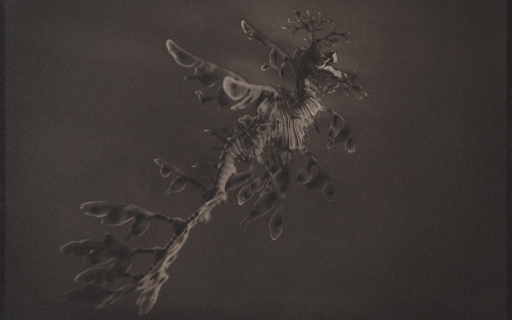 Leafy Sea dragon Figure 3 'Phycodurus eques' – Art to Art