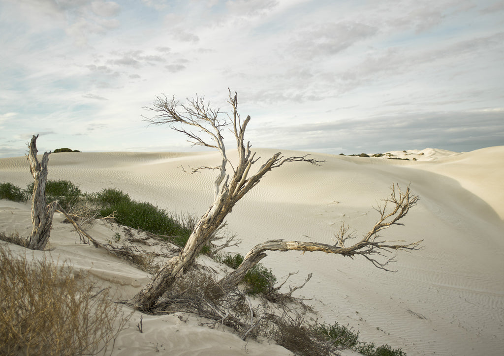 Yanerbie Sand Dunes | Photographic Print by Craig Holloway – Art to Art